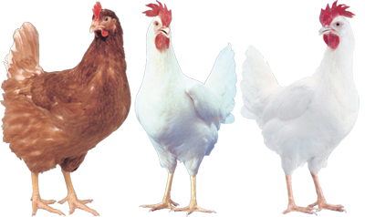 Hy-Line Brown | Hy-Line W36 | Hy-Line W98